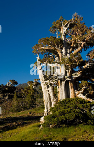 Foxtail Pine (Pinus balfouriana) tree, known as Methuselah, is over ...