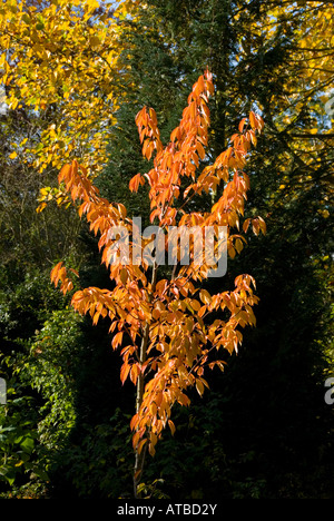 Colours of Autmn Stock Photo - Alamy