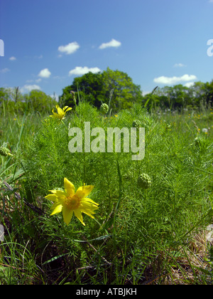 spring adonis (Adonis vernalis), blossom and infructescences Stock ...