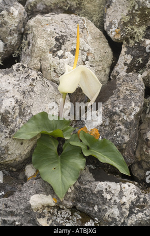 Wild poisonous flower arum creticum araceae family crete island high ...