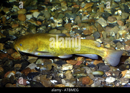 brown bullhead, speckled catfish, horned pout, American catfish ...