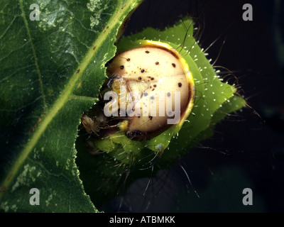 Chinese Oak Tasar Silkmoth (Antheraea pernyi), male on bark Stock Photo ...