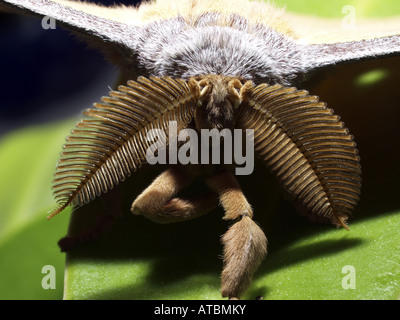 Chinese Oak Tasar Silkmoth (Antheraea pernyi), eating larva Stock Photo ...