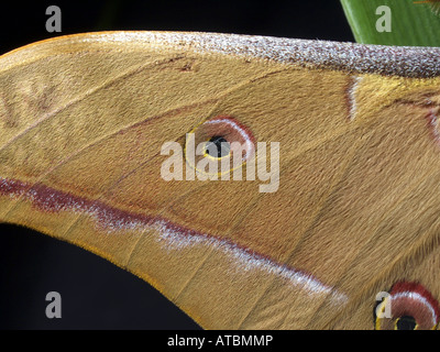 Chinese Oak Tasar Silkmoth (Antheraea pernyi), male on bark Stock Photo ...