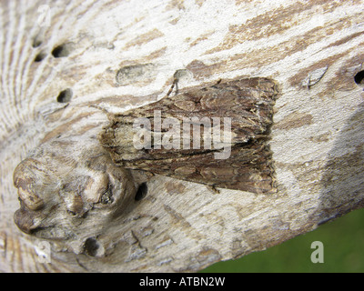 Closeup apamea monoglypha moth with camouflage crawling on rough bark ...
