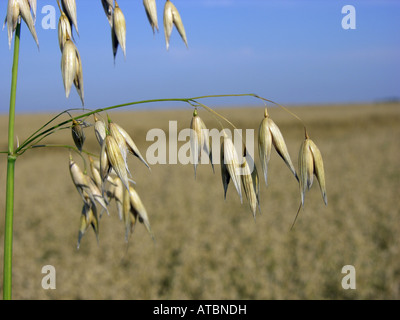 botany, oat, (Avena), Oat, (Avena sativa), panicle, Additional-Rights ...