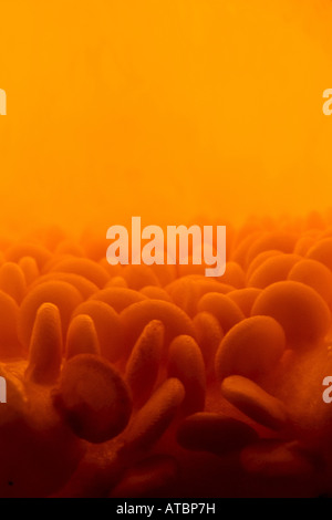 food, aliment, health, macro, close-up, macro admission, close up view ...