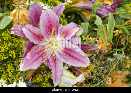 A Bouquet of blooming Lilium Flowers Stock Photo - Alamy