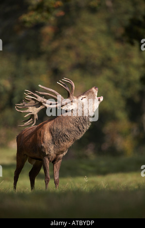 Red deer stag calling during the rut in autumn, UK Stock Photo - Alamy