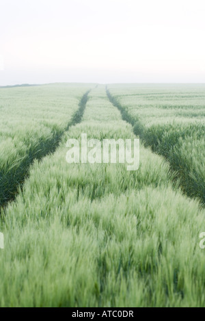 Tall grasses and crops growing in a farmers field in Devon, UK Stock ...