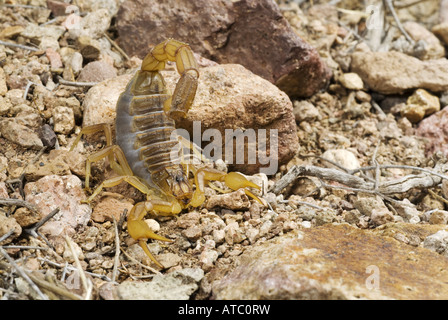 scorpions (Buthus ibericus), in defence posture, Spain, Andalusia ...