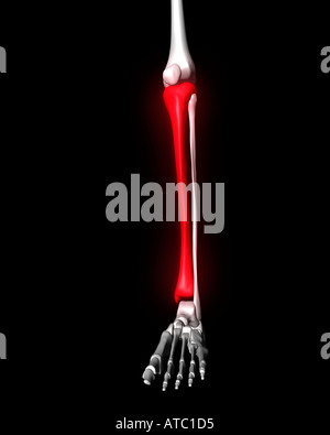 tibia highlighted red on human skeleton Stock Photo - Alamy