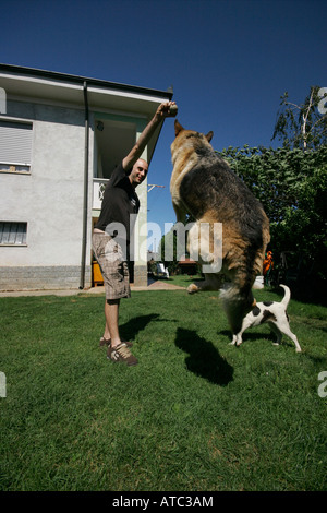 German Shepherd Dog jumping and playing in the lake Stock Photo - Alamy
