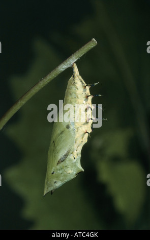 Peacock Butterfly (Inachis io). Pupae or Chrysalis. July. Norfolk ...