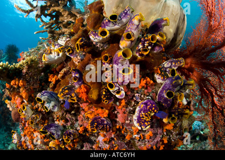 Colony of Tunicates, Polycarpa aurata, Raja Ampat, West Papua ...