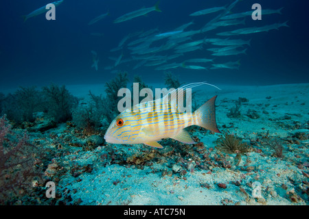 sailfin snapper Chinamanfish Symphorichthys nematophorus Raja Ampat ...