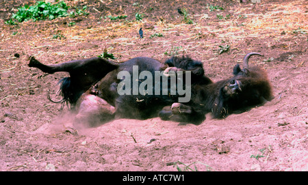 buffalo Bison bison taking dust bath North America Stock Photo - Alamy