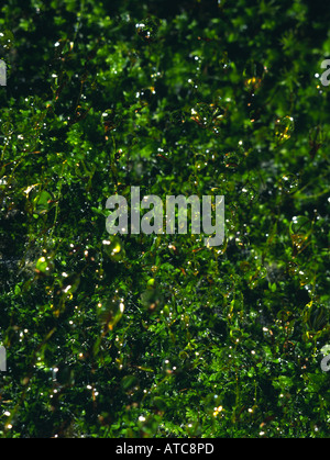 After the rain, moss, moss Stock Photo - Alamy