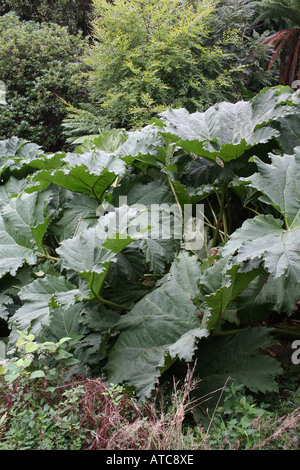 HORTICULTURE. GUNNERA MANICATA. GUNNERACEAE. HALORAGIDACEAE Stock Photo ...