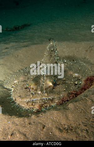 Monk fish, underwater, scuba, diving, ocean, sea, marine life, sea life ...