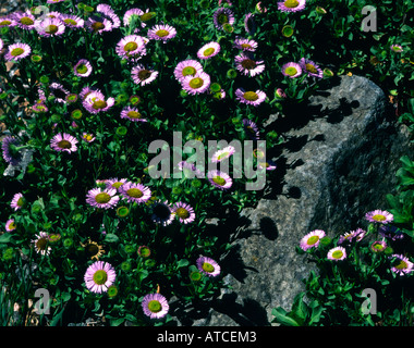 seaside daisy (Erigeron glaucus) San Francisco, California, United ...