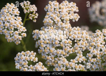 achillea millefolium colorado wild yarrow yarrows perennials white ...