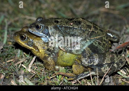 common frogs between frog spawn during mating Stock Photo: 139248383 - Alamy