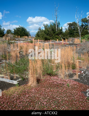 Devastation Trail in Hawaii Volcanoes National Park showcases the ...