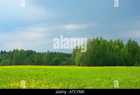 Landscape is summer. Green trees and grass in a countryside land Stock ...