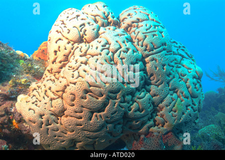 Leathery barrel sponge, off Bimini Island, Bahamas Stock Photo - Alamy