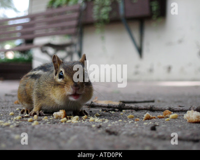 A closeup shot of a striped chipmunk on a rock Stock Photo - Alamy
