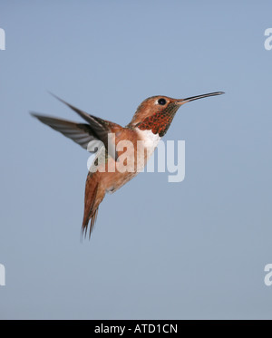 Allen's Hummingbird male Stock Photo - Alamy