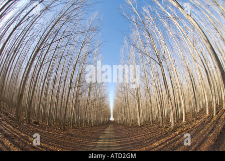 Trees in winter await the coming of spring to grow a new batch of ...