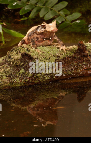 Eyelash Horn Frog, Ceratobatrachus guentheri, Native to Soloman Islands ...