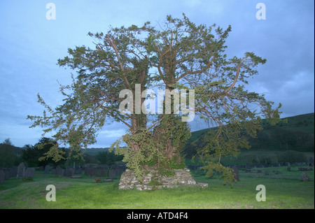 King Yew, ancient yew tree in the Forest of Dean. UK seasons Autumn ...