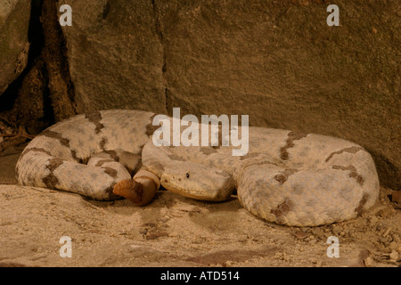 Mottled Rock Rattlesnake Stock Photo - Alamy