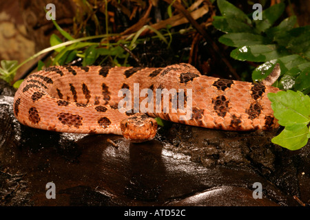 Red pygmy rattlesnake Stock Photo - Alamy