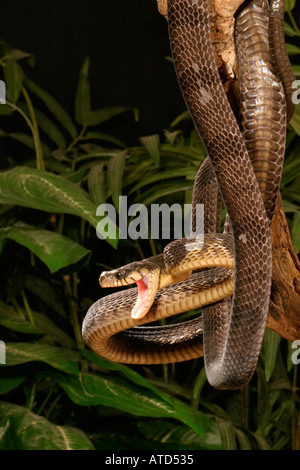 Blanding s Tree Snake Stock Photo - Alamy