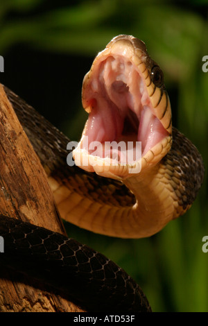Blanding s Tree Snake Stock Photo - Alamy