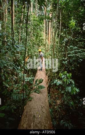 Yellow meranti tree in tropical rainforst in Central Kalimnatan ...
