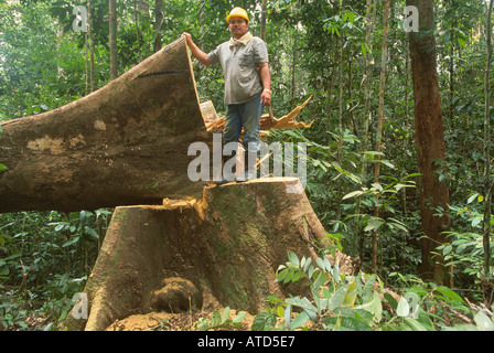 Yellow meranti tree in tropical rainforst in Central Kalimnatan ...