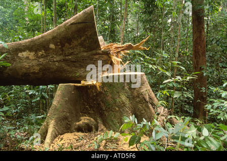 Yellow meranti tree in tropical rainforst in Central Kalimnatan ...