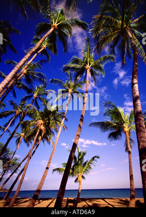 Palm trees - Big Island Stock Photo - Alamy