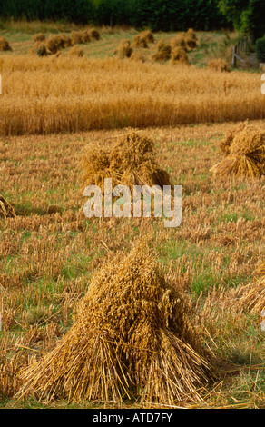 Stooks of oats in field Stock Photo - Alamy