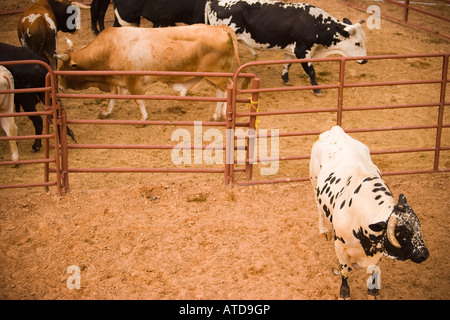 Indian Ceremonial Bull Stock Photo - Alamy