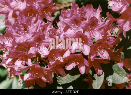 Rhododendron flowers May in Cornwall Stock Photo - Alamy