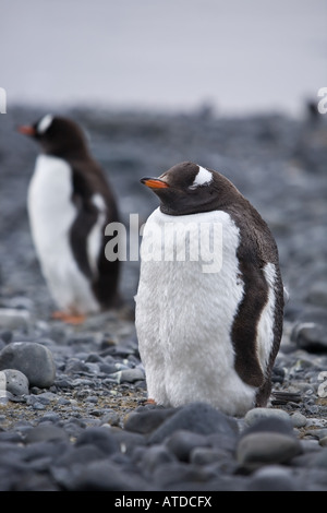 Brown Bluff, Antarctica. A molting penguin jumps off the ice flow into ...