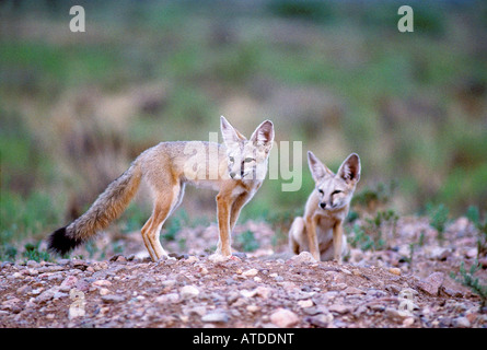 Kit Fox Vulpes macrotis Portal ARIZONA United States August Adult male ...