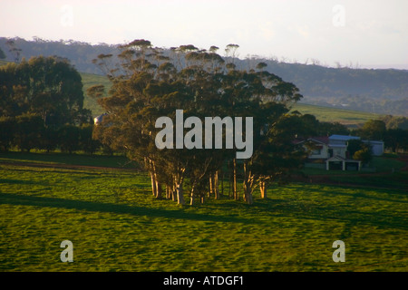 Rolling farmland amongst giant Karri trees near Walpole Western ...