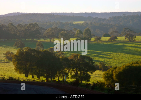 Rolling farmland amongst giant Karri trees near Walpole Western ...